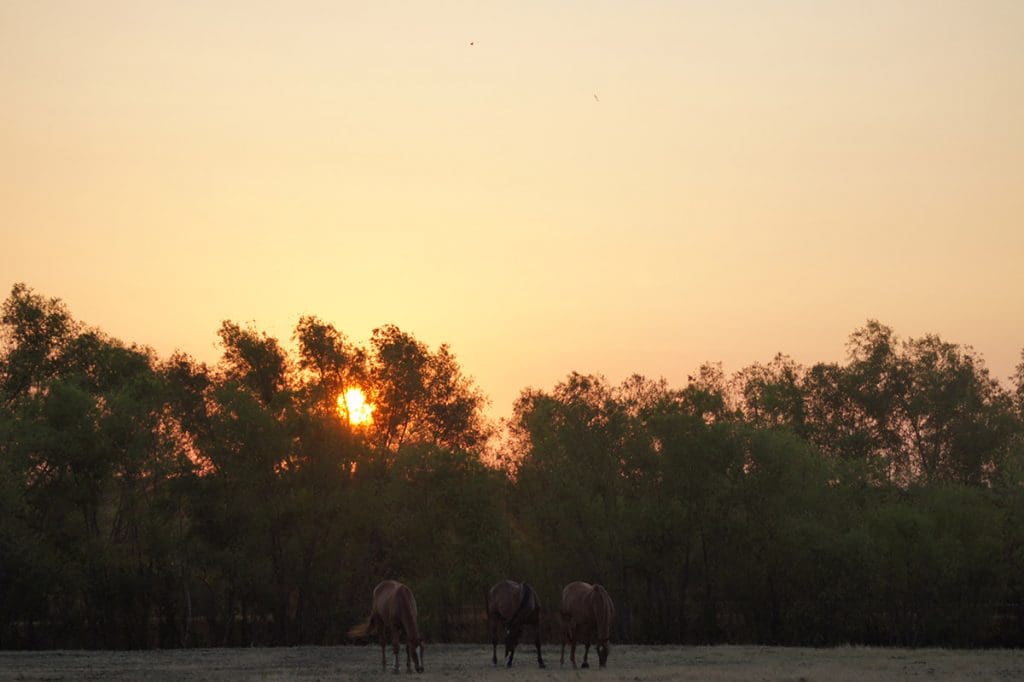 Photo Gallery | Hunters Gate Stables - Princeton, Texas