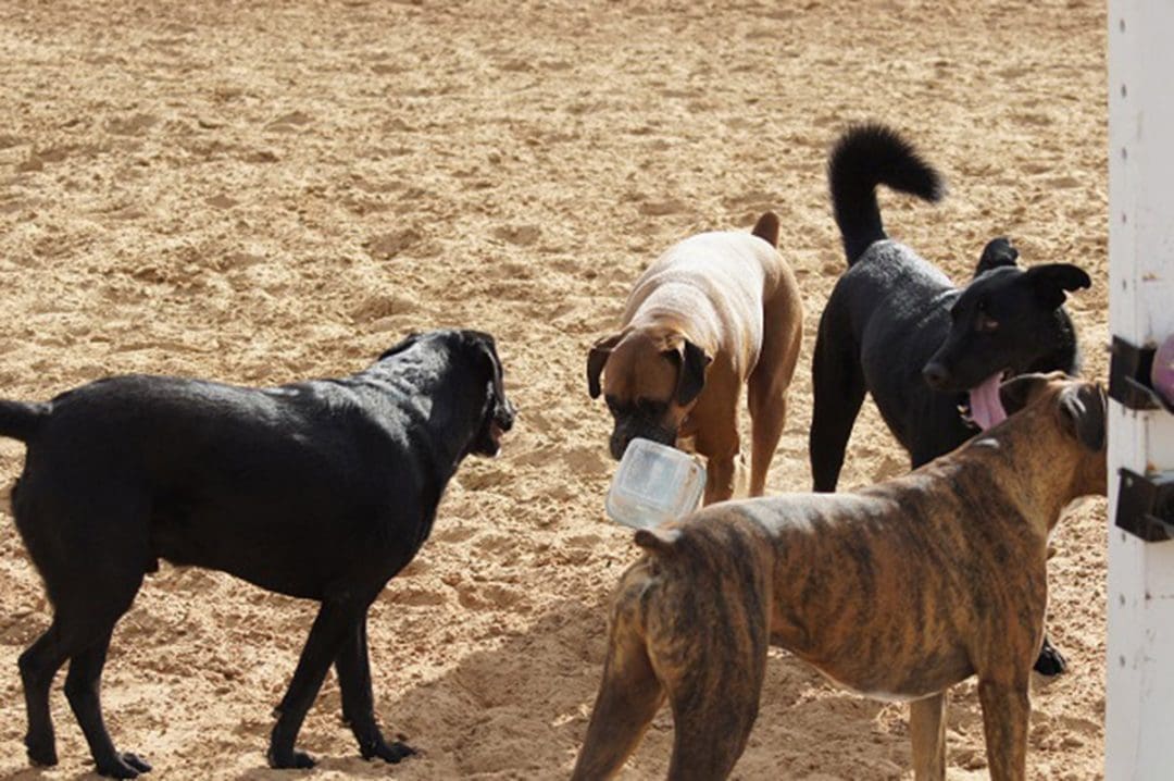 Photo Gallery | Hunters Gate Stables - Princeton, Texas